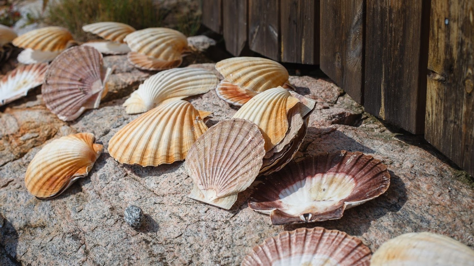 Scallop Nutrition Facts: Health Benefits and Side Effects ...